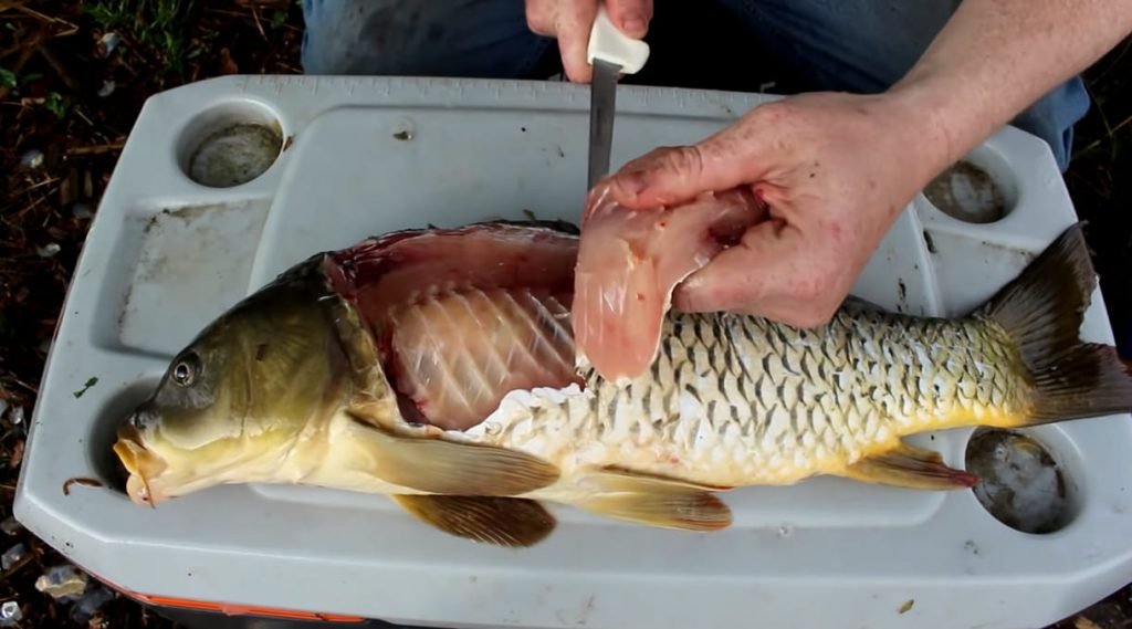 What To Do With Carp After Bowfishing? 3 Things You Can Do!