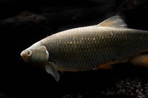 Bowfishing Carp at Night: Preparation & Tips