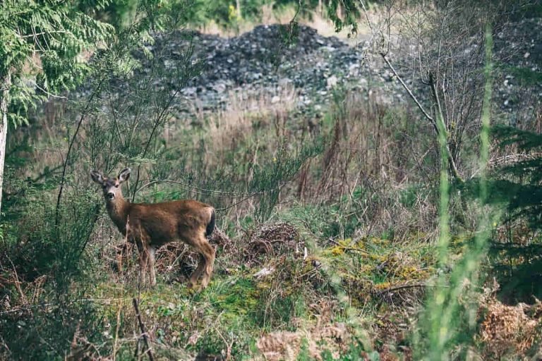 Can A 25 Lb Bow Kill A Deer? The Truth About Hunting A Deer