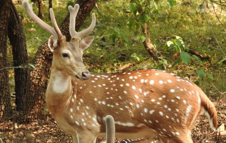 Where Do You Shoot A Deer With A Crossbow: Ultimate Tips For Hunting